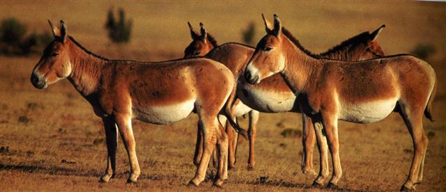 The Donkey Companion: Book Review – Legendary Farms