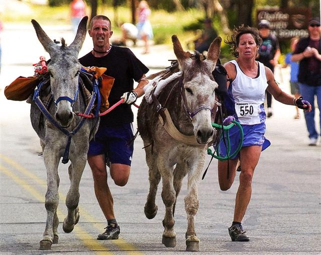The Donkey Companion: Book Review – Legendary Farms