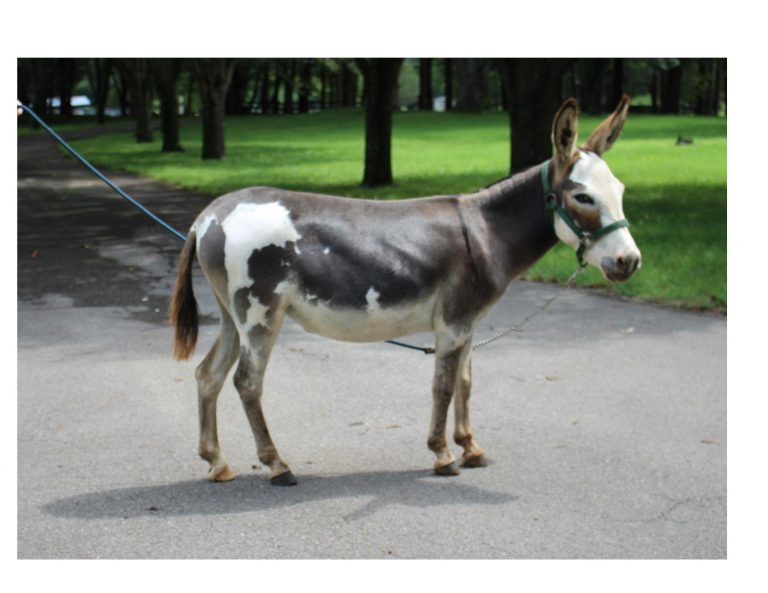 Legendary Farms – Home of Miniature Donkey Grand Champions